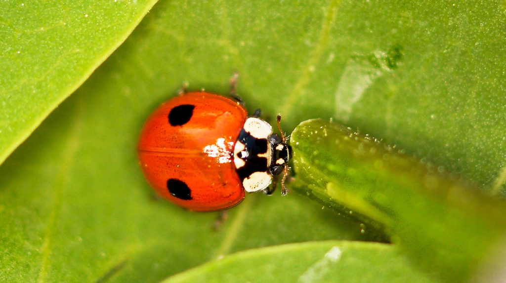 Det är skillnad på nyckelpiga och nyckelpiga! - Hemmets Journal