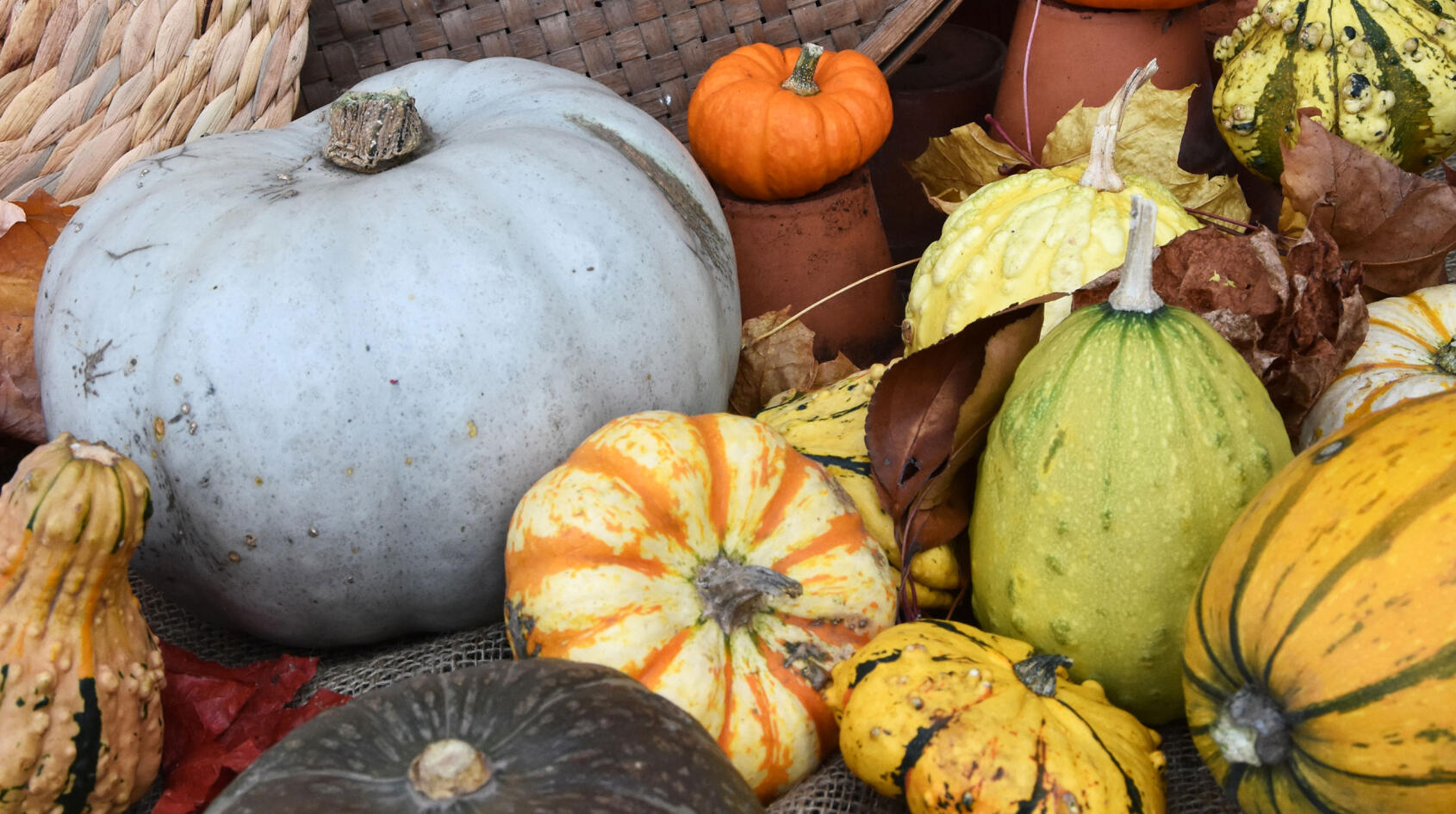 Fixa höstfint med pumpor! - Hemmets Journal