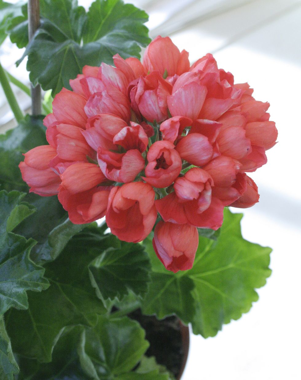 Äntligen tid för pelargoner – skötseltips för sommarfavoriten - Hemmets ...