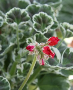 Här är 12 olika sorters pelargoner! - Hemmets Journal