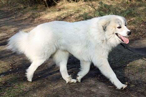 Pyrenéerhund - Hemmets Journal