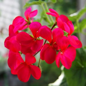 10 fina pelargonsorter som är lätta att sköta - Hemmets Journal