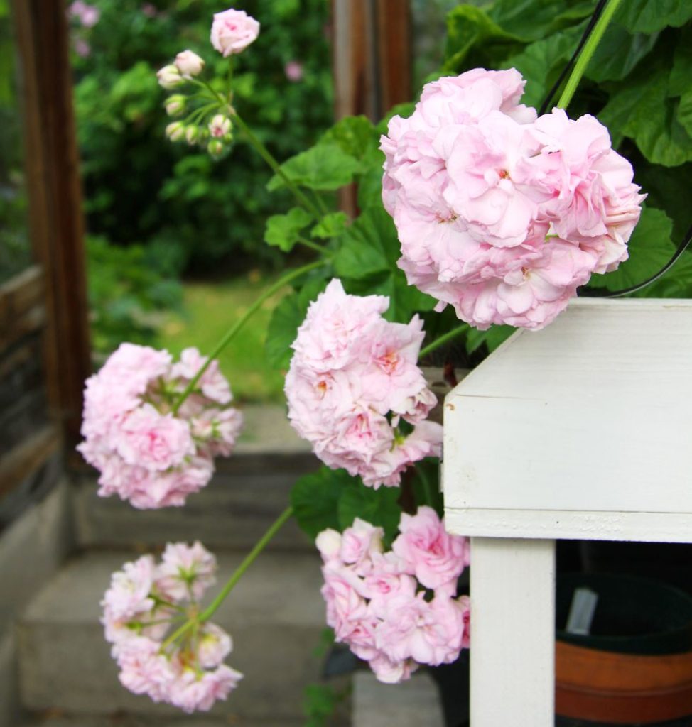 10 fina pelargonsorter som är lätta att sköta - Hemmets Journal