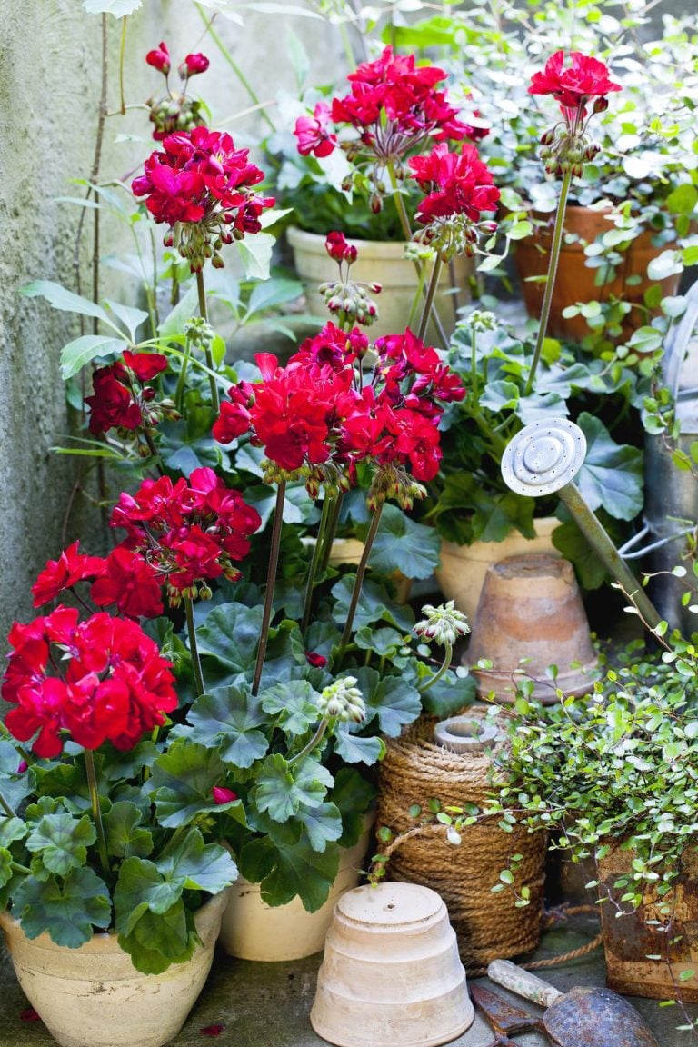 10 fina pelargonsorter som är lätta att sköta - Hemmets Journal