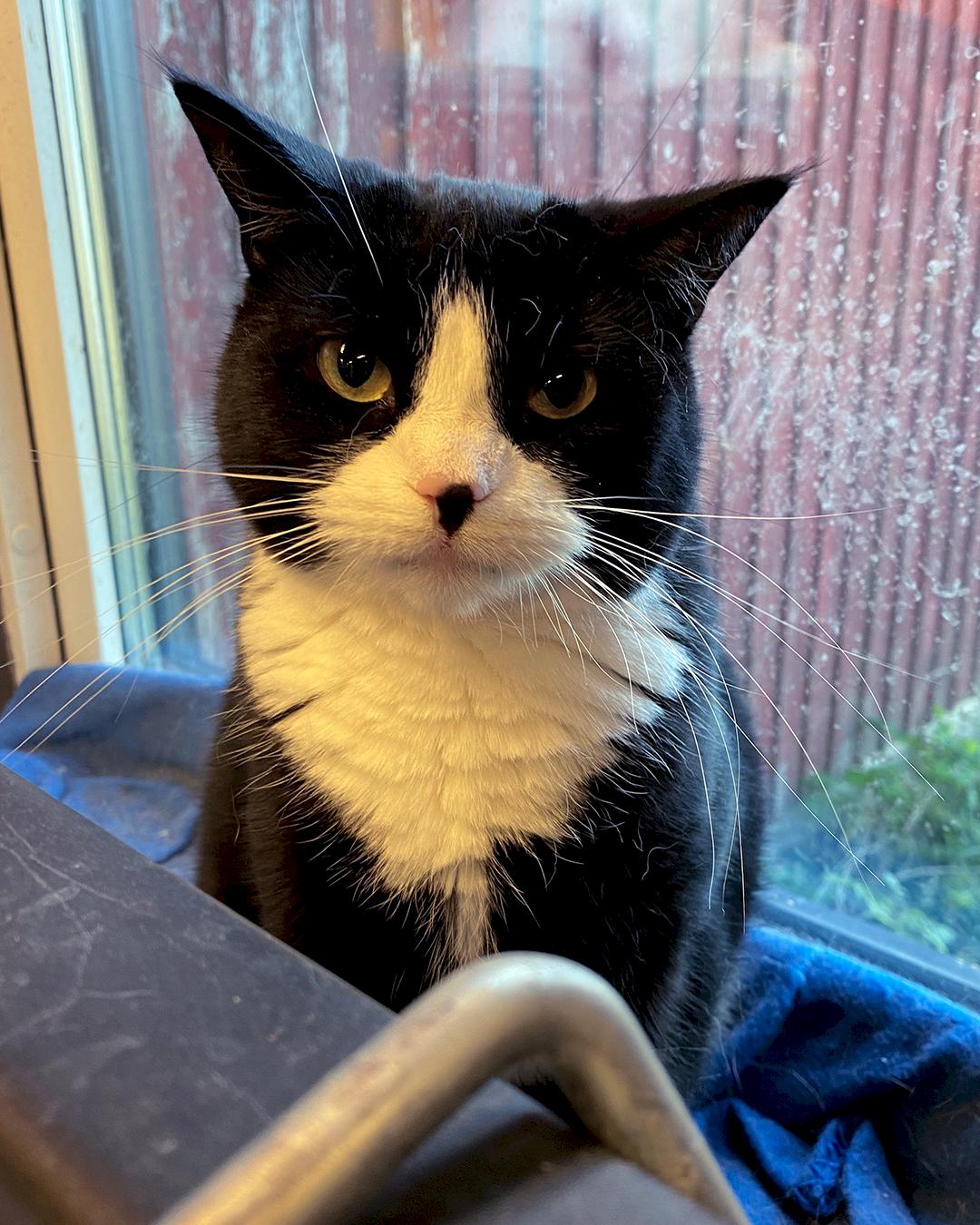 Solkatten ger övergivna kissar en ny chans - Hemmets Journal