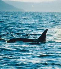 På spaning efter späckhuggare - Icakuriren