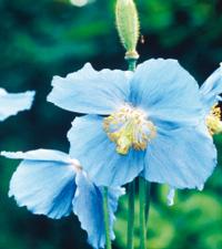 Vallmo – en tålig snygging - Icakuriren