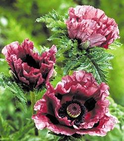 Vackra vallmo - Icakuriren