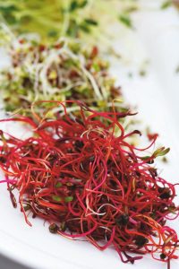 Fräscha groddar - både gott och vackert - Icakuriren