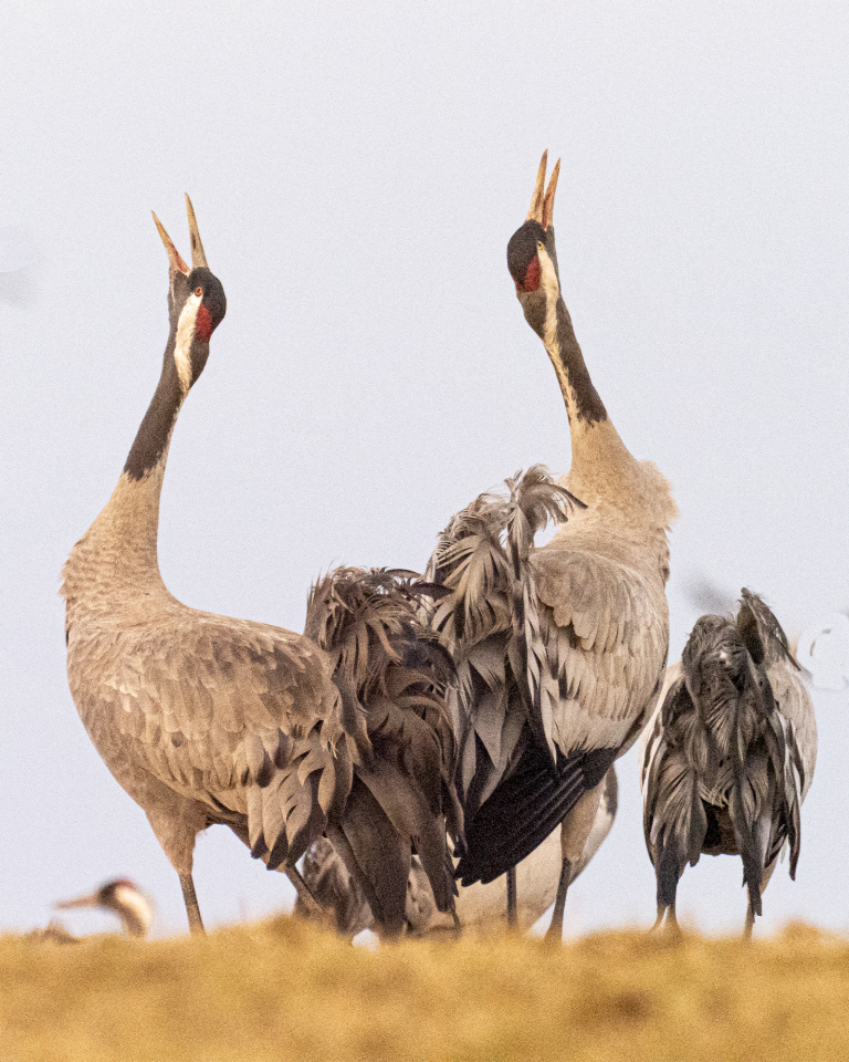 Tranorna dansar vid Hoborgasjön - Icakuriren